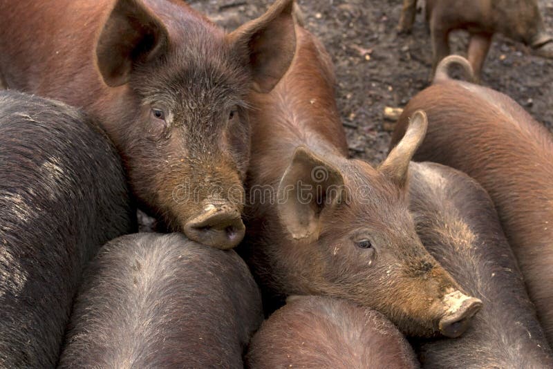 Deux Porcs Se Vautrent Dans Un Bain De Boue Un Jour Chaud. Photo stock ...