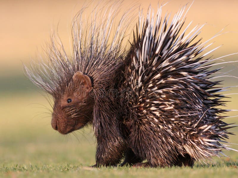 Porcupine stock image. Image of level, porcupine, vegetarian - 19739927