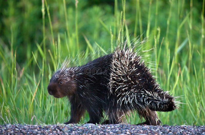 Porcupine stock photo. Image of common, outdoors, wild - 25411448