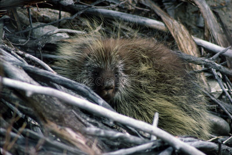 Porcupine stock image. Image of porcupine, defense, hiding - 309727