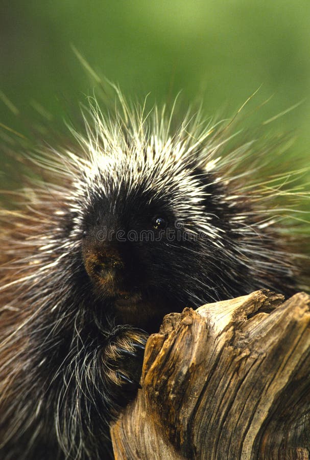 Porcupine Face Portrait stock photo. Image of quill, mammal - 9557588