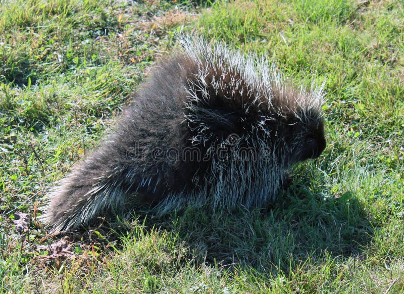 Porcupine in daylight stock photo. Image of mammal, daylight - 48674242