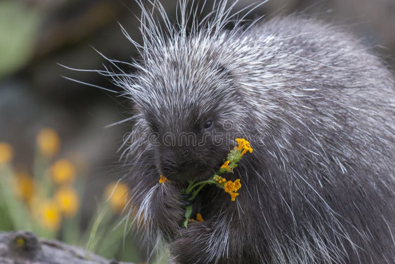 Porcupine on Dead Log Eating Yellow Flowers and Grass in Spring Stock ...