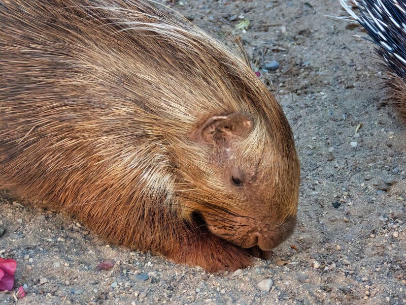 Porcupine digging the sand stock photo. Image of park - 269158986
