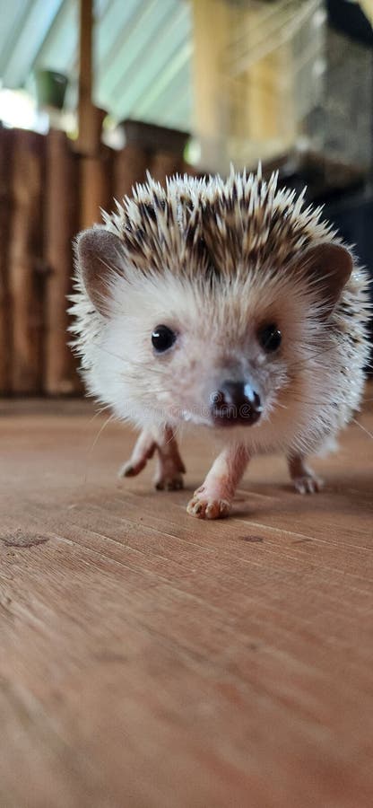 Spikey Sonic Stock Photos - Free & Royalty-Free Stock Photos from ...