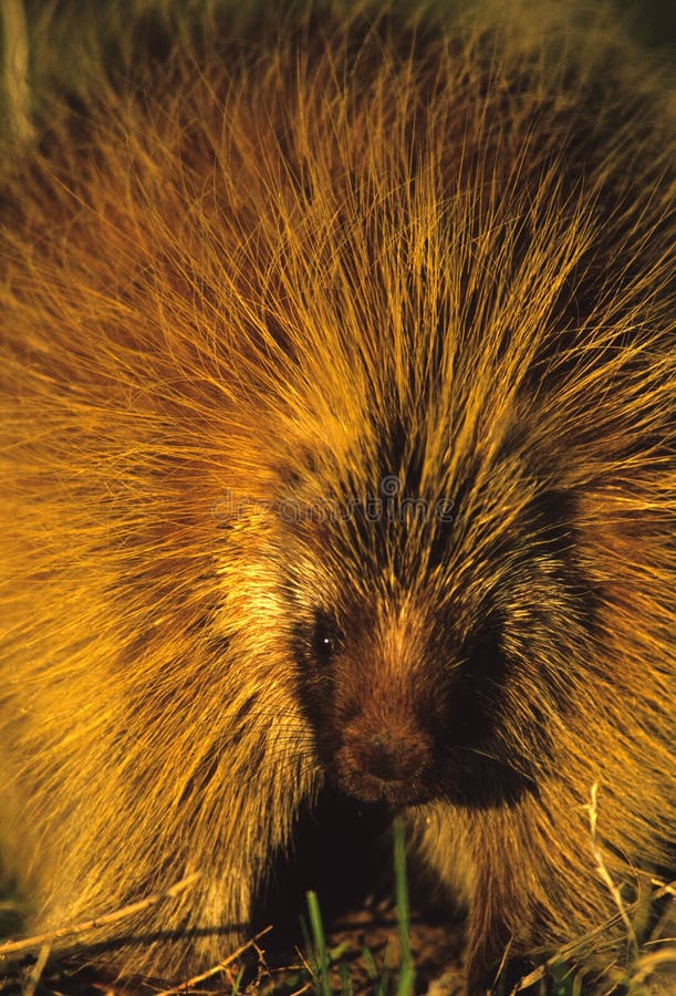 Porcupine on Log stock photo. Image of wild, prickly, tree - 9557620