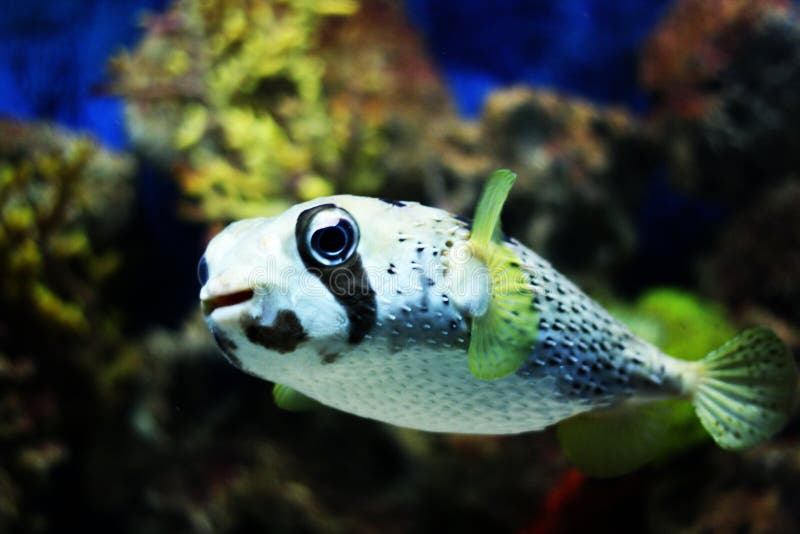 Porcupine Fish stock image. Image of ocean, reefs, fish - 15786775