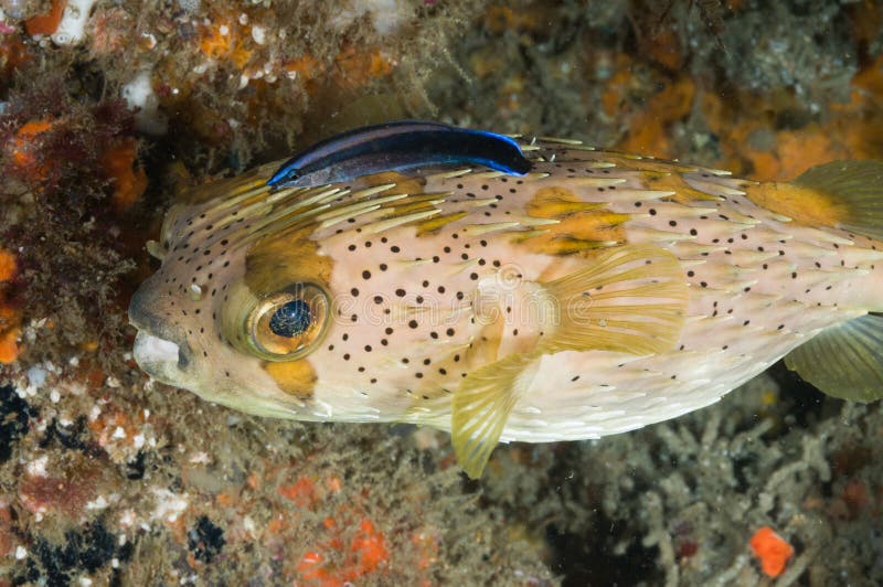 Porcupine fish stock photo. Image of diodonliturosus - 21260112