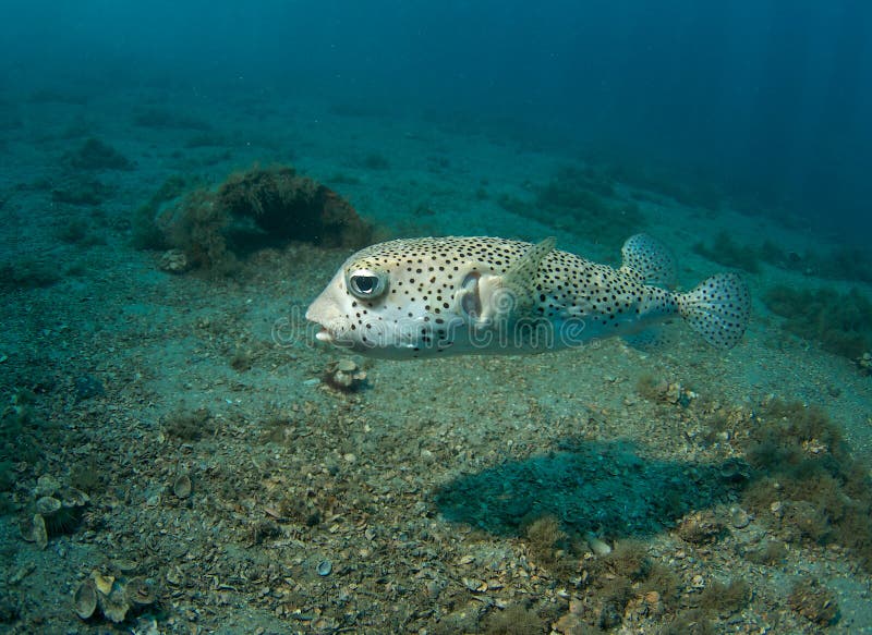 Porcupine Fish-Diodon Hystix Stock Photo - Image of oceanography, coral ...