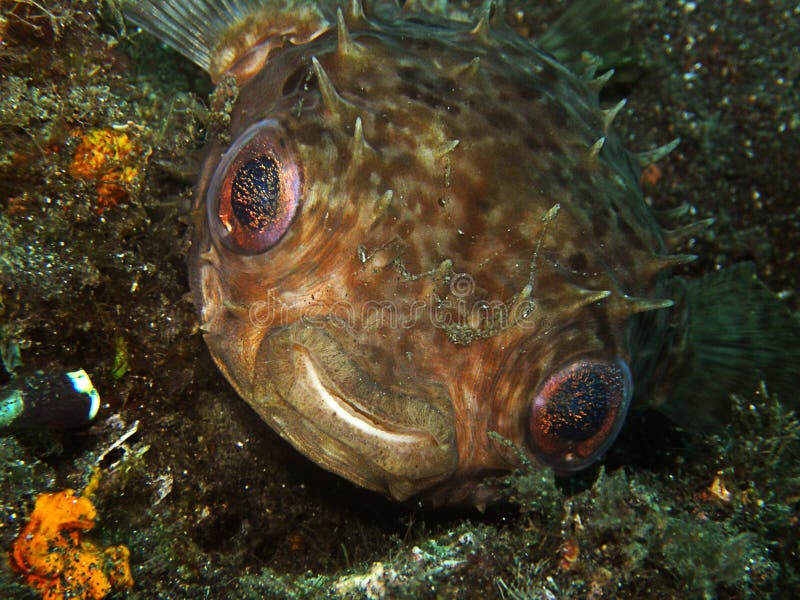 Porcupine Fish Saying Hello Stock Photo - Image of funny, marine: 44255984