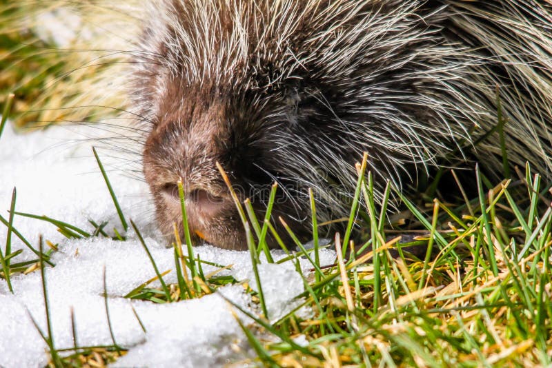 Porcupines Erethizontidae.grabs a Quick Bite of Refreshing Sno Stock ...