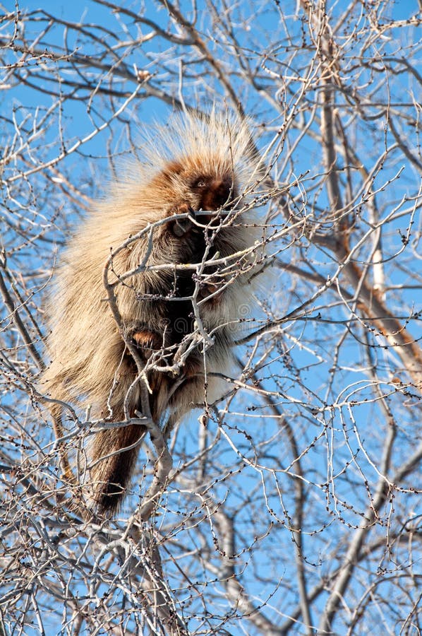 Porcupine high in the tree stock photo. Image of dorsatum - 37401920