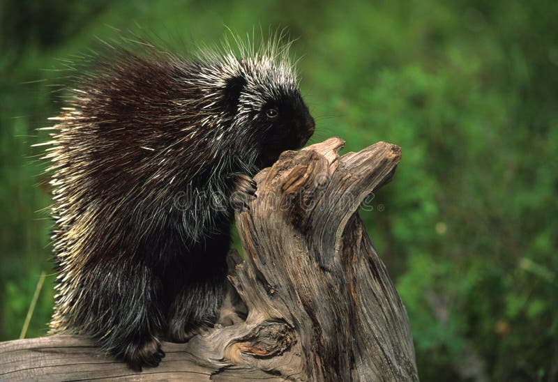New World Porcupine stock image. Image of spiked, mammal - 21788135