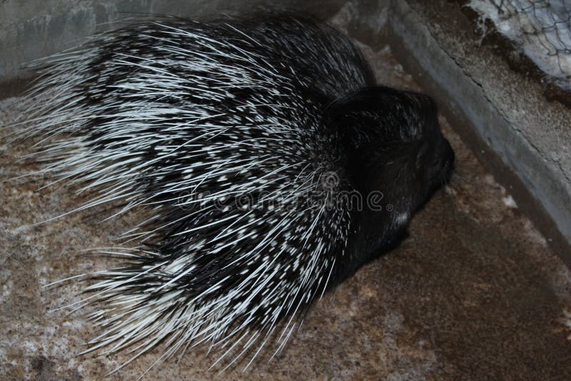 Porcupine stock image. Image of mammal, night, landscape - 83088031