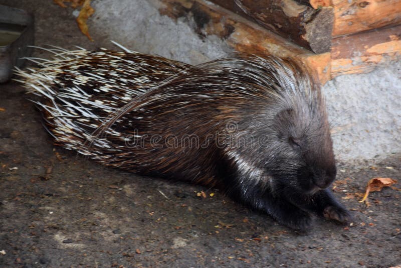 Porcupine stock image. Image of white, nature, sleeps - 99827797