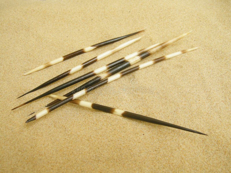 Porcupine quills stock image. Image of beach, porcupine - 18098955