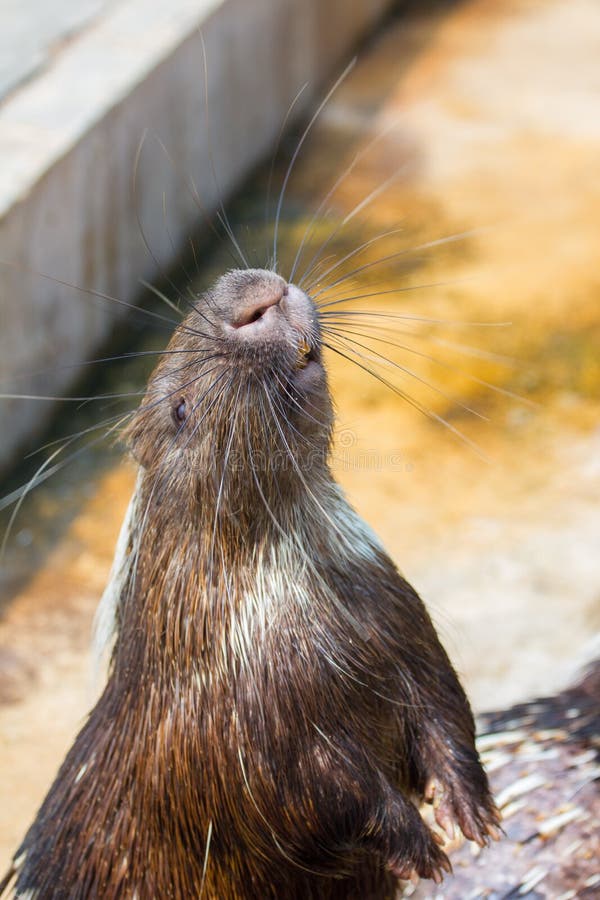 Porcupine Standing on Hind Legs Stock Photo - Image of porcupine ...