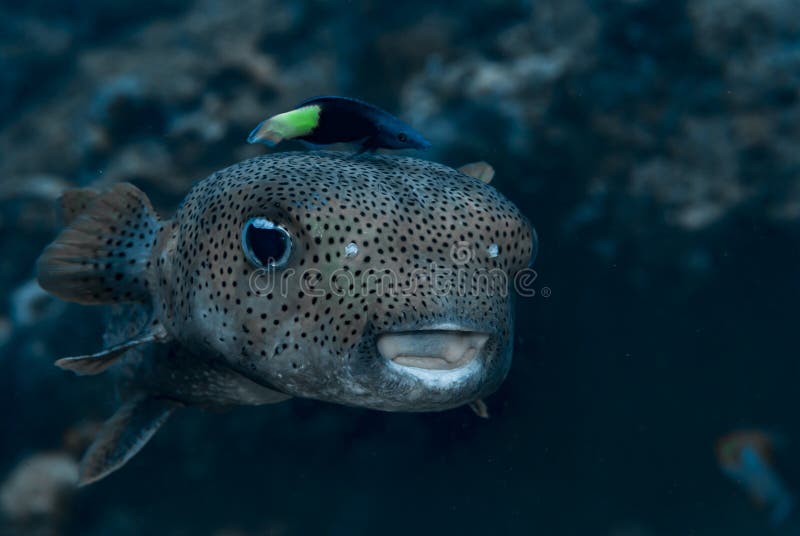 Porcupinefish Diodon Hystrix Stock Photo - Image of reefs ...