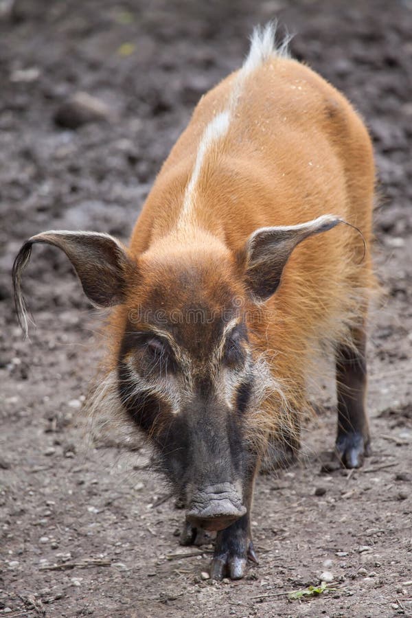 Cerdo De Río Rojo Potamochoerus Porcus, También Conocido Como Cerdo De ...