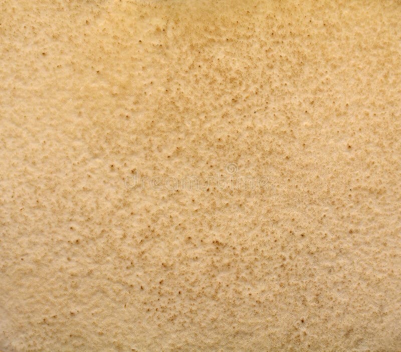 Pore mushroom abstraction stock image. Image of closeup - 81180427