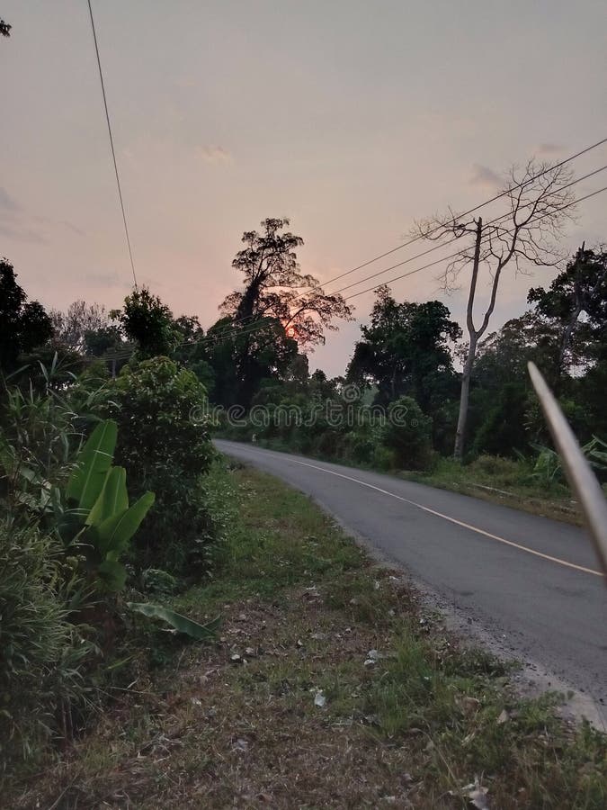 Pores stock image. Image of hutan, lindung, pores, beautiful - 295151805