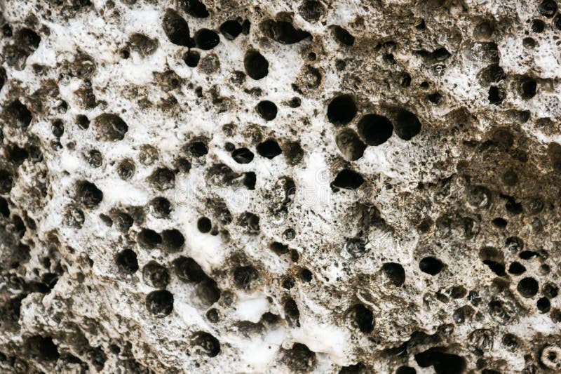 Pores in the stone. stock image. Image of sponge, limestone - 118893697