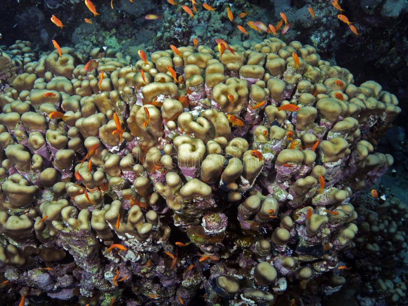 Porites Nodifera Stock Photos - Free & Royalty-Free Stock Photos from ...