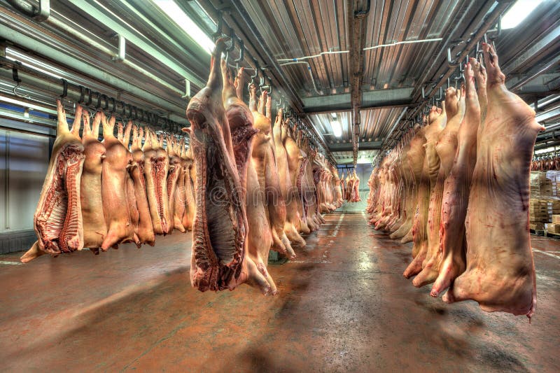 Pork stock photo. Image of looks, grub, hind, piglet - 31494534