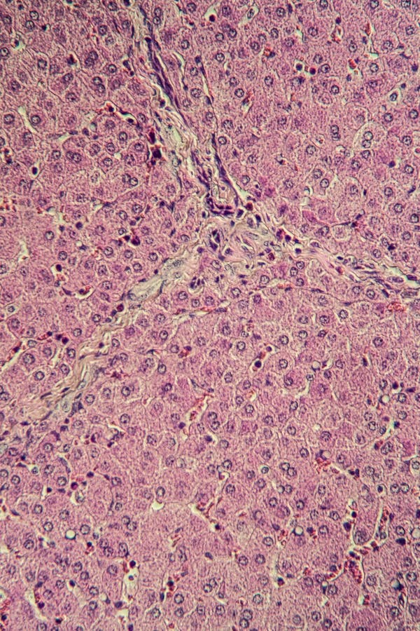 Pork liver tissue cut stock photo. Image of doctor, science - 195441978