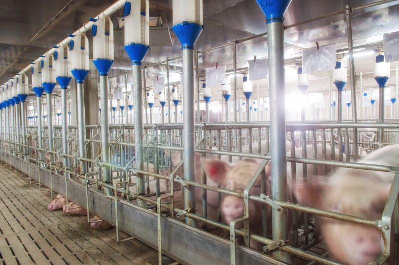 Pork plant stock photo. Image of agriculture, young, food - 30244368