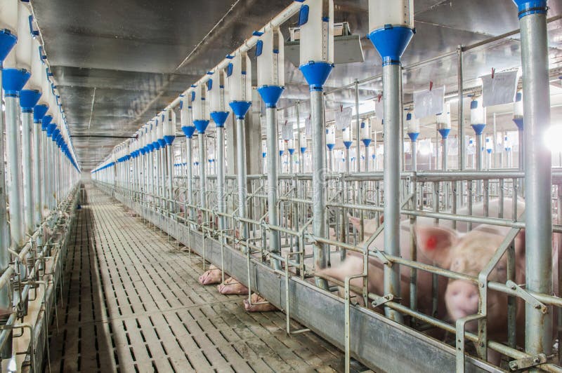 Pork plant stock image. Image of heavy, hang, conveyor - 76467703