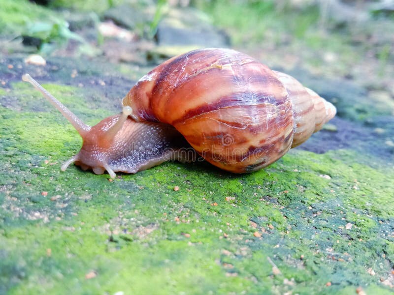 Pork Snail, One of the Unique Animals in Kalimantan with a Patterned ...