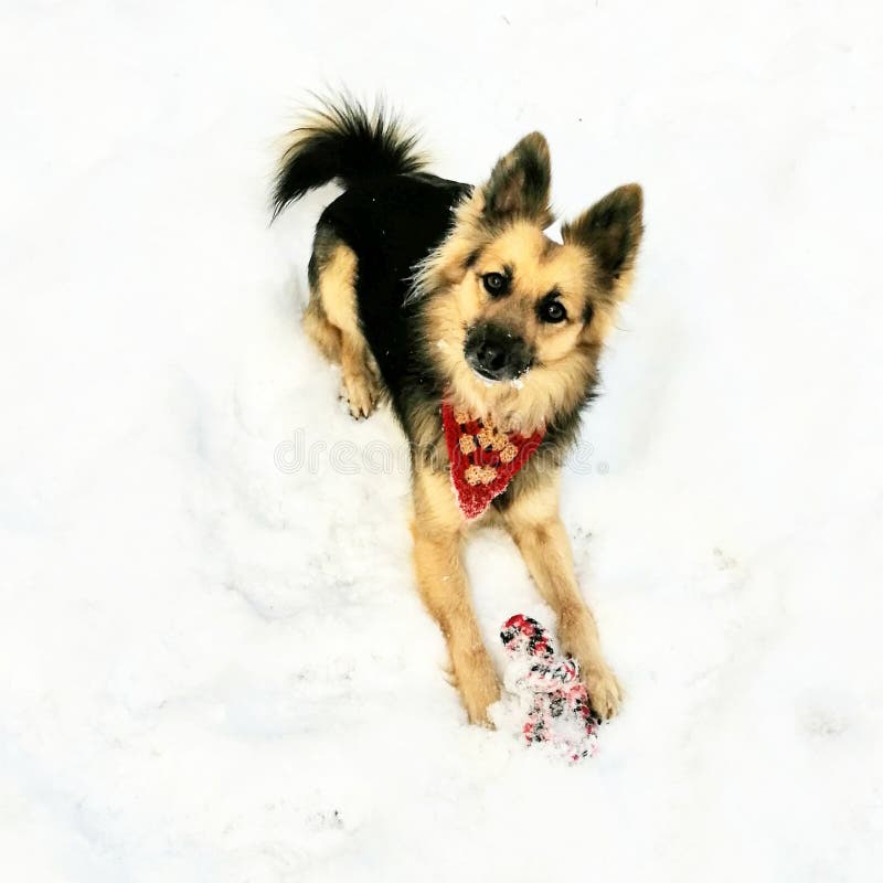 Porky Dog Stock Photos - Free & Royalty-Free Stock Photos from Dreamstime