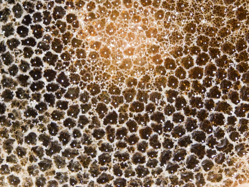 Porous structure 1 stock photo. Image of light, brown - 5382292