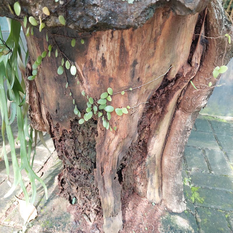 Porous Tree Trunks Affected by Pests or Termites Stock Photo - Image of ...