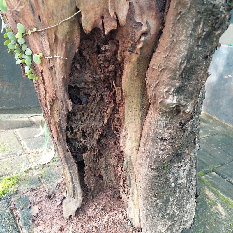 Porous Tree Trunks Affected by Pests or Termites Stock Image - Image of ...