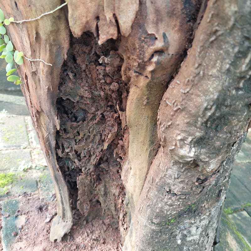 Porous Tree Trunks Affected by Pests or Termites Stock Image - Image of ...