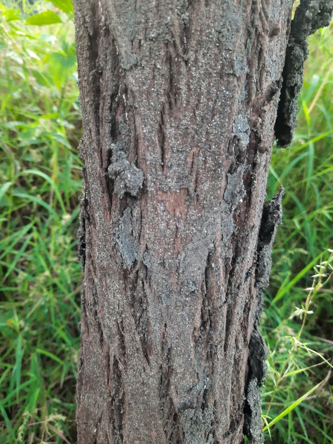 A porous woody tree stock photo. Image of trunk, woody - 257090158