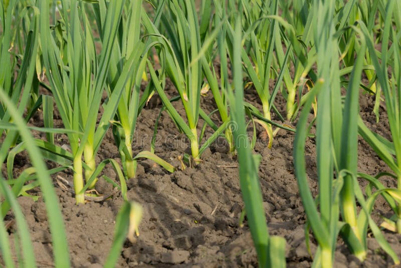 Lauch auf dem Feld stockfoto. Bild von oberfläche, landwirtschaft ...