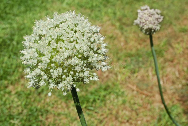 Riesiger Porree, Lauch Giganteum Stockbild - Bild von violett, nave ...