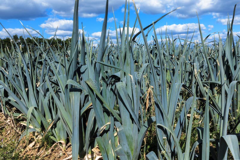 Porree auf dem Feld stockbild. Bild von jahreszeit, garten - 92333971