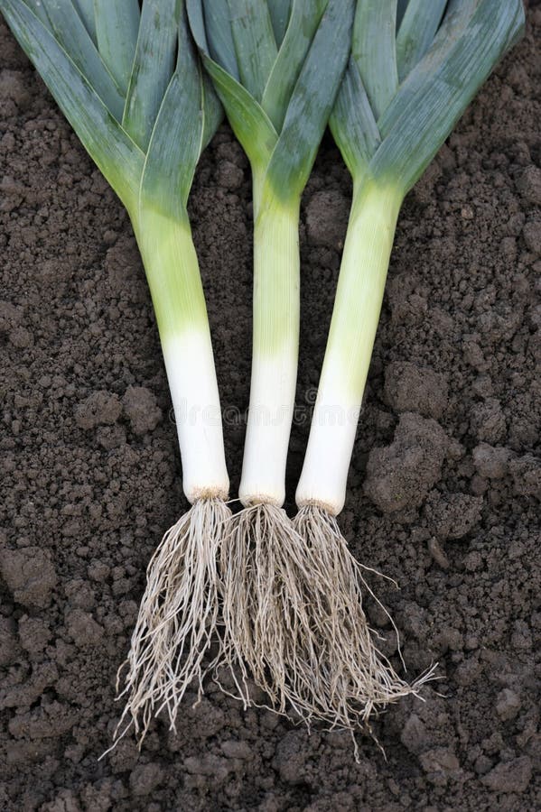 Porri immagine stock. Immagine di terreno, alimento, nutrizione - 66792413