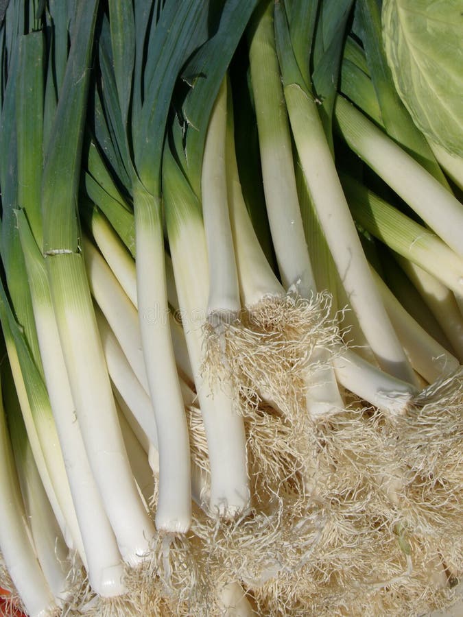 Fiore Dell'allium (cipolla Selvatica) Fotografia Stock - Immagine di ...