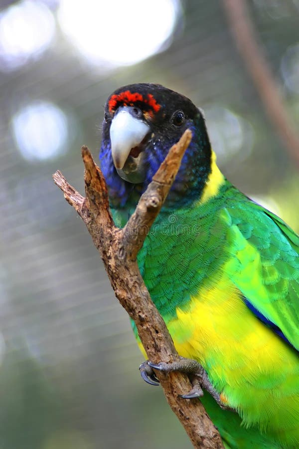 Australian Lincoln Ringneck Stock Photo - Image of colors, fascinating ...