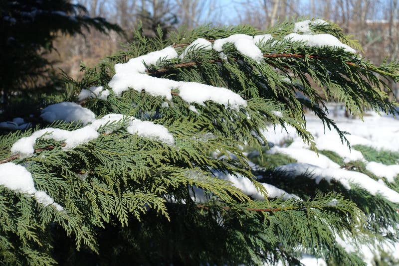 Port Orford Cedar Branches Covered with Snow Stock Photo - Image of ...