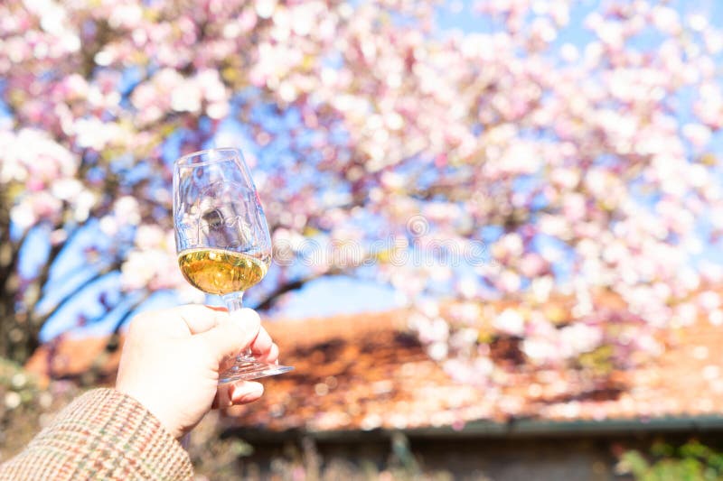 Port wine testing stock image. Image of port, wine, dinner - 288188995