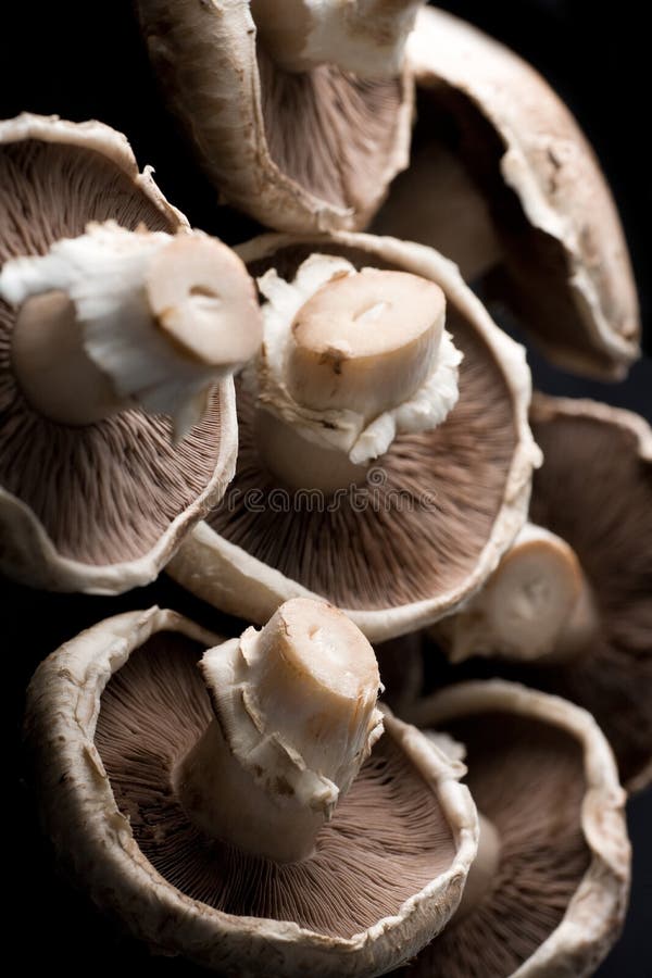Portabellas mushrooms stock image. Image of studio, portabellas - 13252103