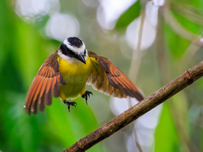 Portait of a Great Kiskadee in Flight Stock Image - Image of portait ...