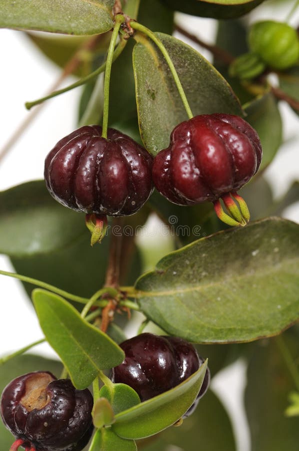 Porte Des Fruits La Cerise De Cayenne Photo stock - Image du centrale ...