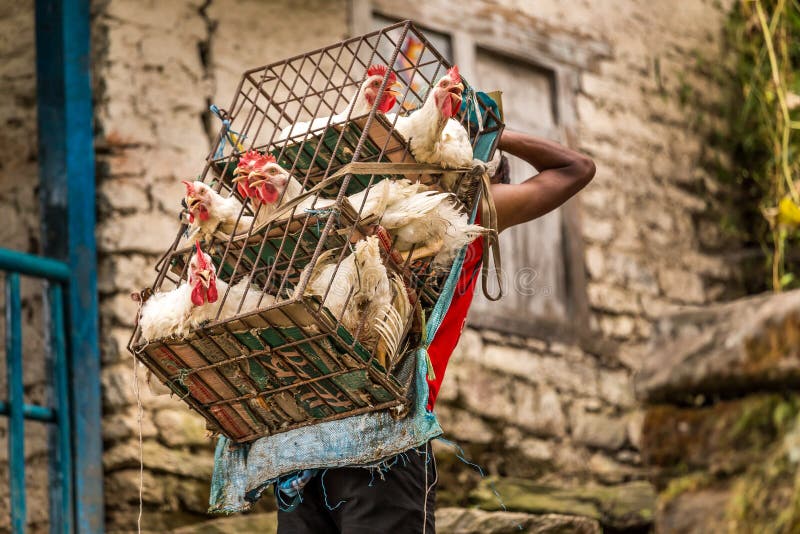 Porter Transporting Chicken Stock Image - Image of avian, farm: 61807401